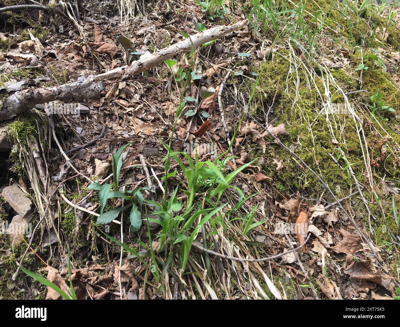 hairy woodrush (Luzula acuminata) Plantae Stock Photo - Alamy