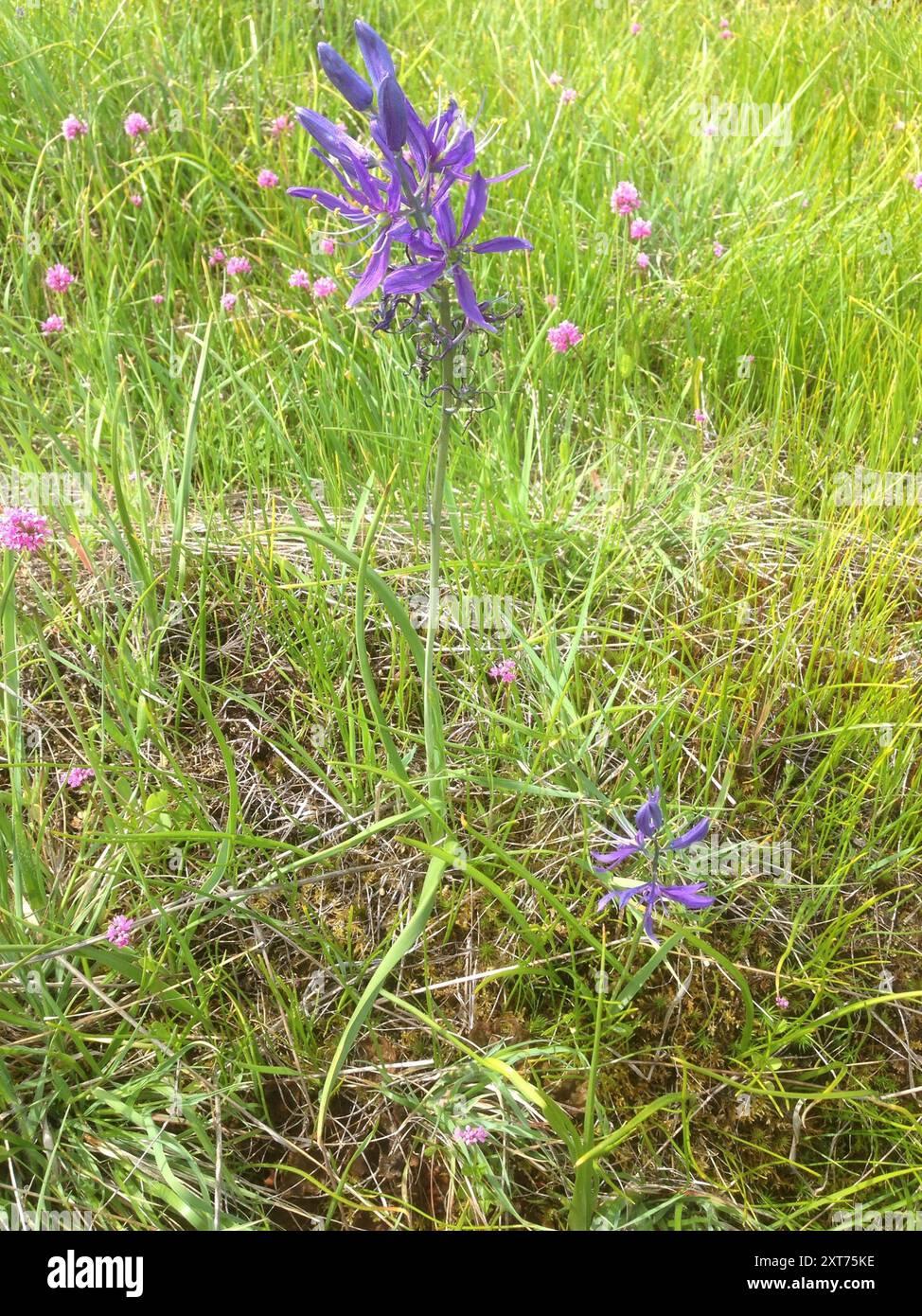 small camas (Camassia quamash) Plantae Stock Photo - Alamy