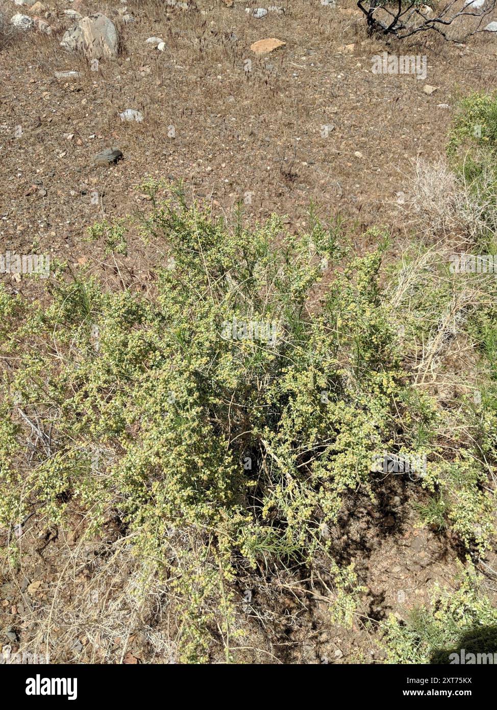 Cheesebush (Ambrosia salsola) Plantae Stock Photo - Alamy