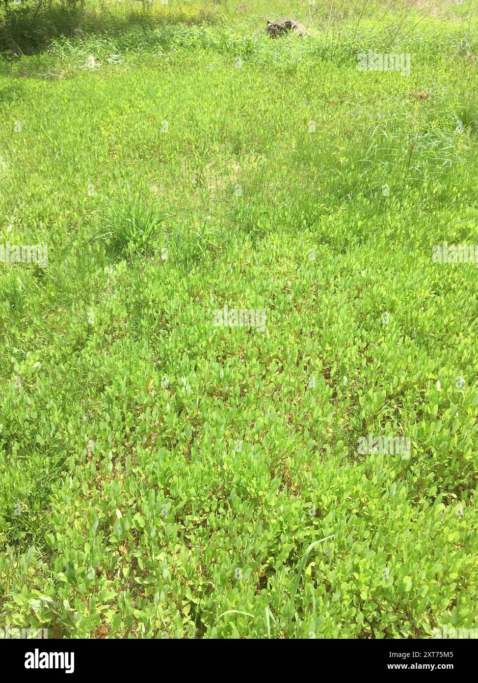 arrow-leaved tearthumb (Persicaria sagittata) Plantae Stock Photo - Alamy