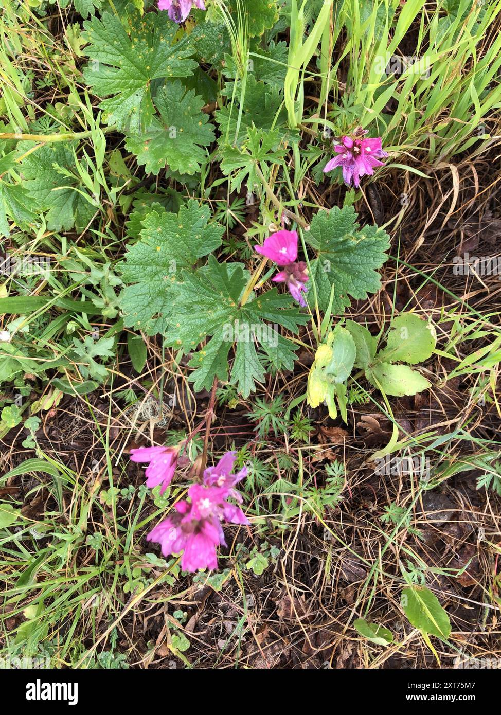 Rose Checkermallow (Sidalcea virgata) Plantae Stock Photo - Alamy