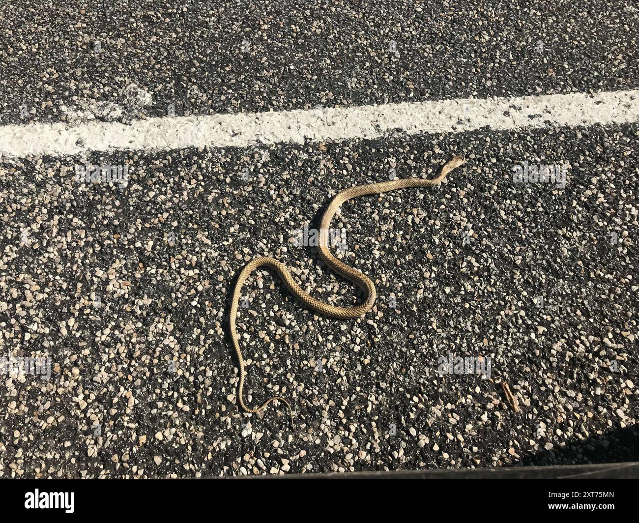 Coachwhip (Masticophis flagellum) Reptilia Stock Photo - Alamy