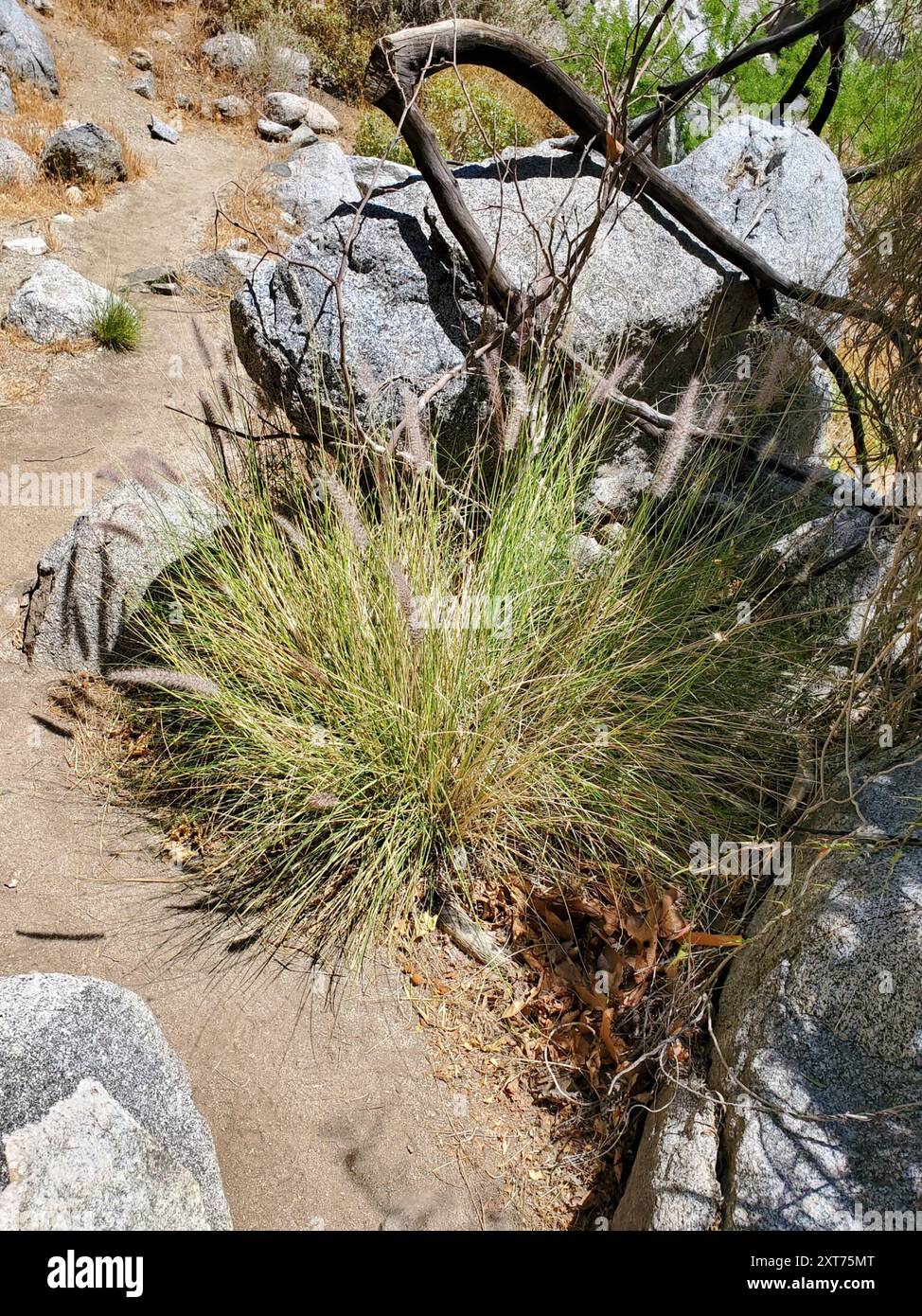 Fountain Grass (Cenchrus setaceus) Plantae Stock Photo - Alamy