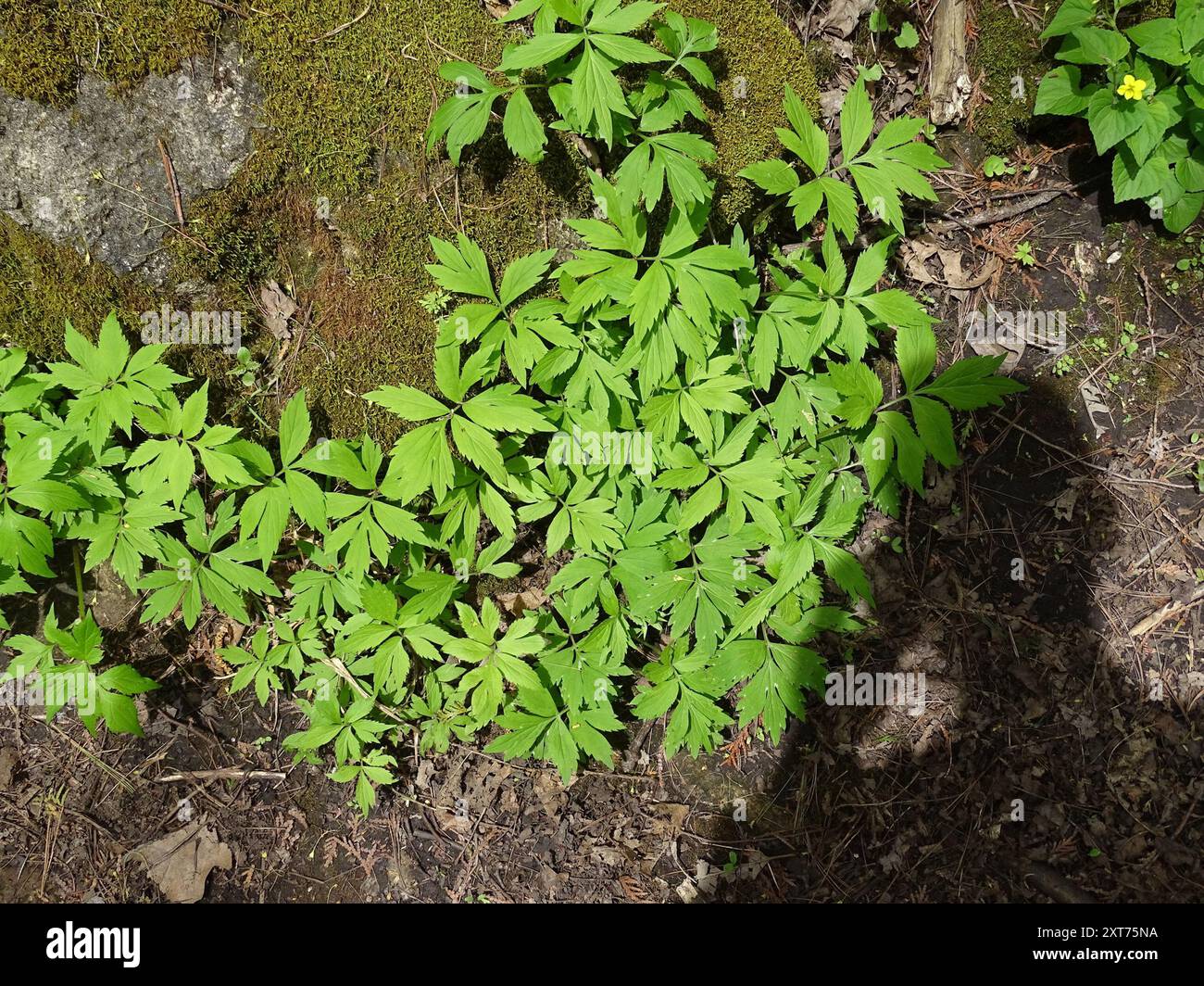 Virginia waterleaf (Hydrophyllum virginianum) Plantae Stock Photo - Alamy