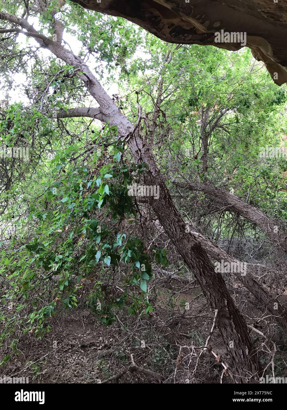 netleaf hackberry (Celtis reticulata) Plantae Stock Photo - Alamy