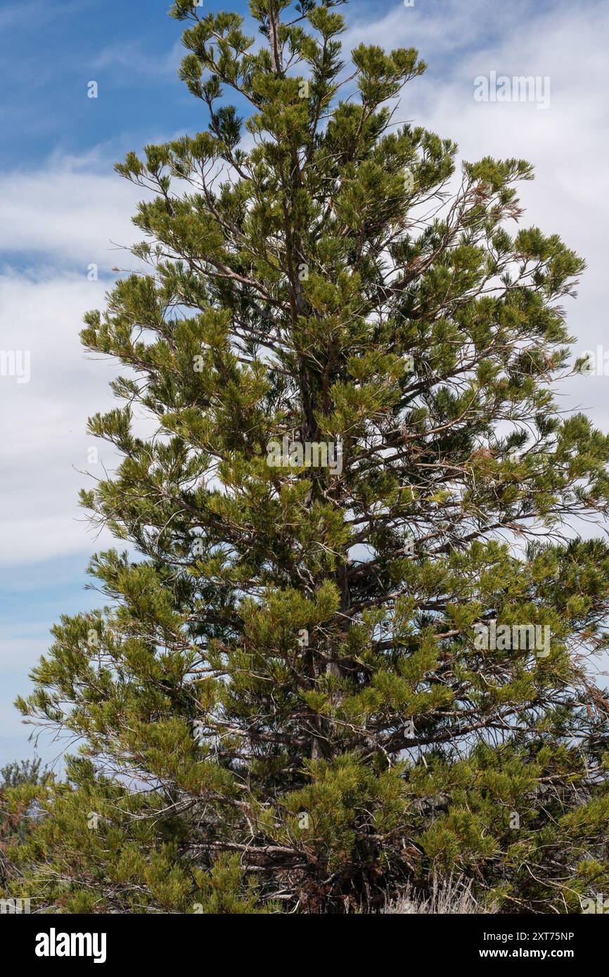 conifers (Pinopsida) Plantae Stock Photo - Alamy