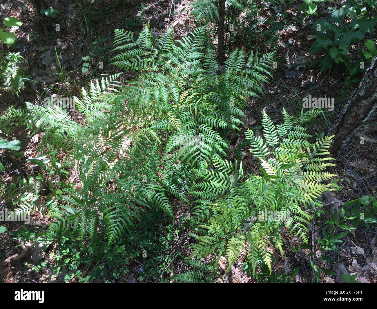 common bracken (Pteridium aquilinum) Plantae Stock Photo - Alamy