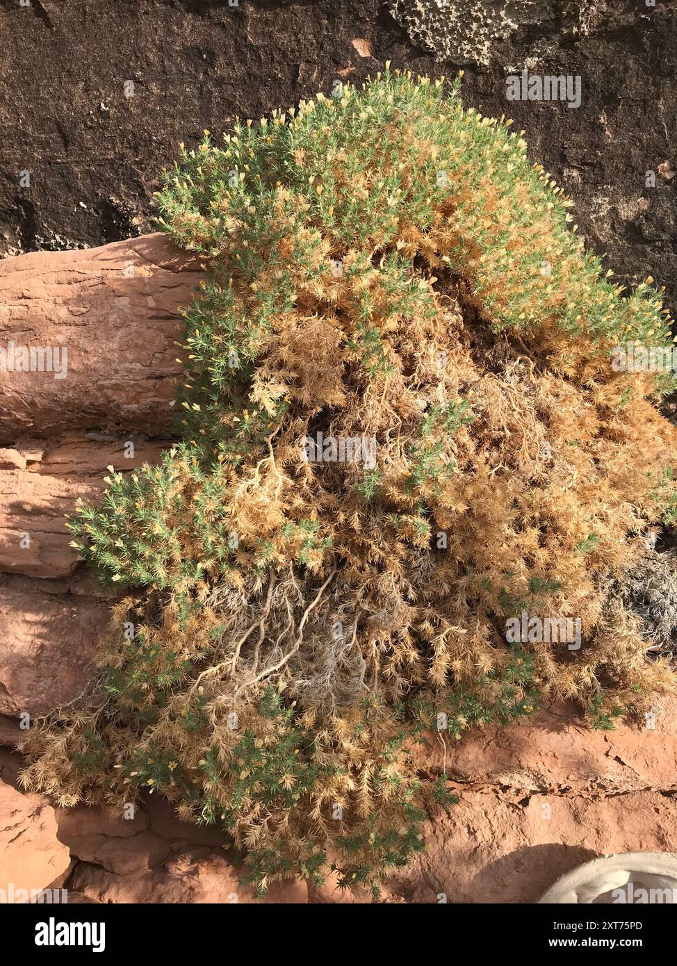 Watson's prickly phlox (Linanthus watsonii) Plantae Stock Photo - Alamy