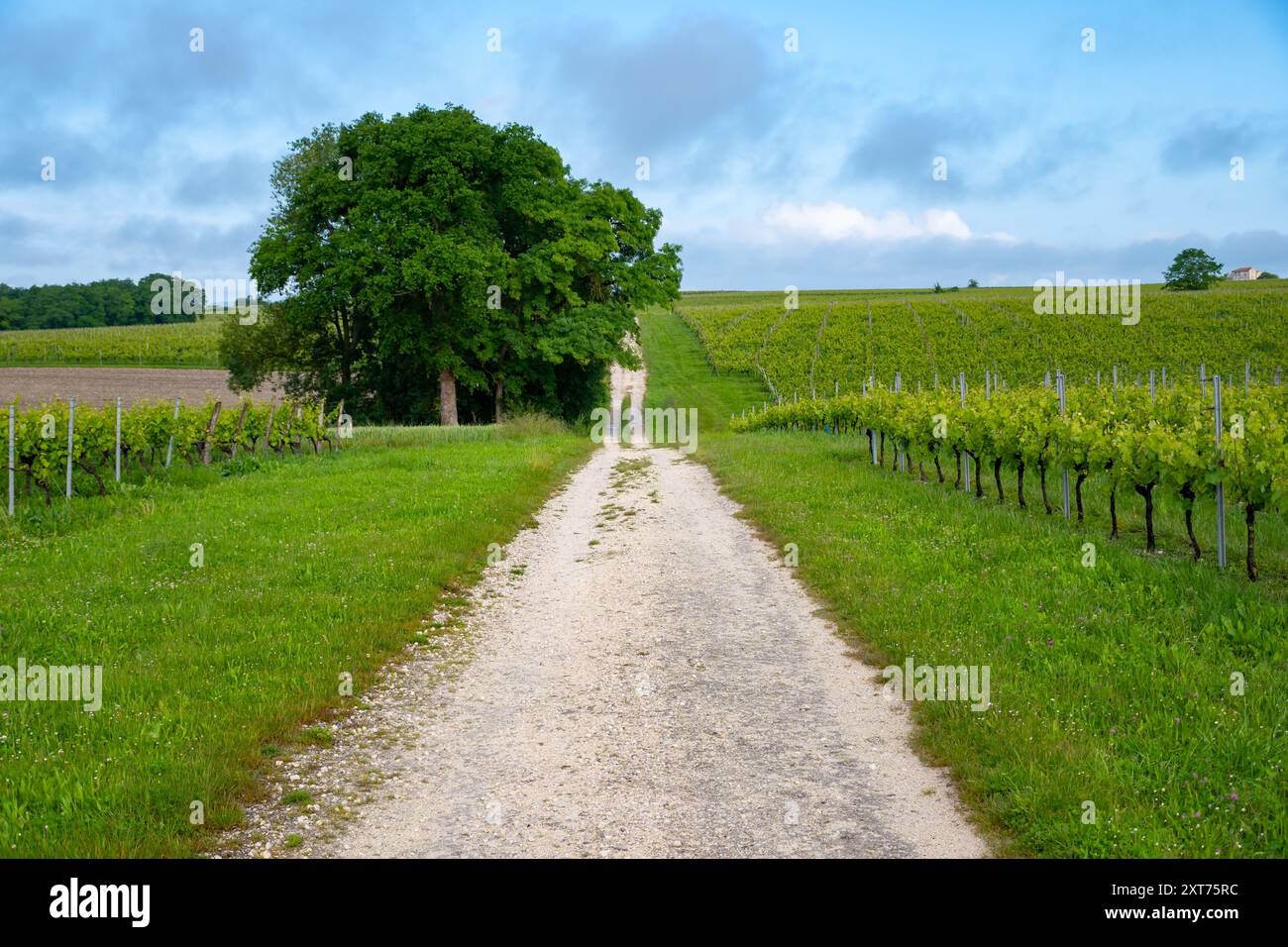 Summer on vineyards of Cognac white wine region, Charente, white ugni ...