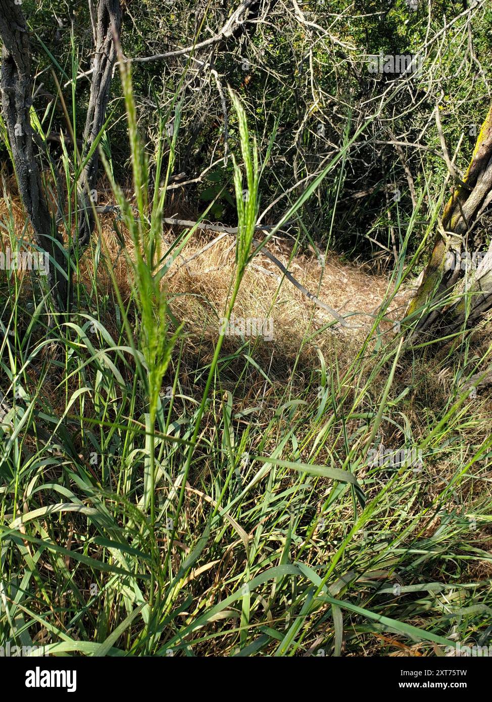 Johnson grass (Sorghum halepense) Plantae Stock Photo - Alamy
