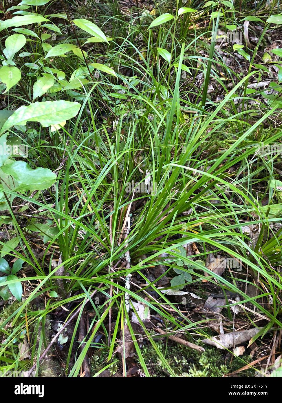 New Zealand forest sedge (Carex solandri) Plantae Stock Photo - Alamy