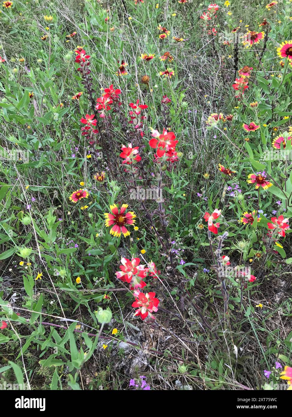 Texas Paintbrush (Castilleja indivisa) Plantae Stock Photo - Alamy