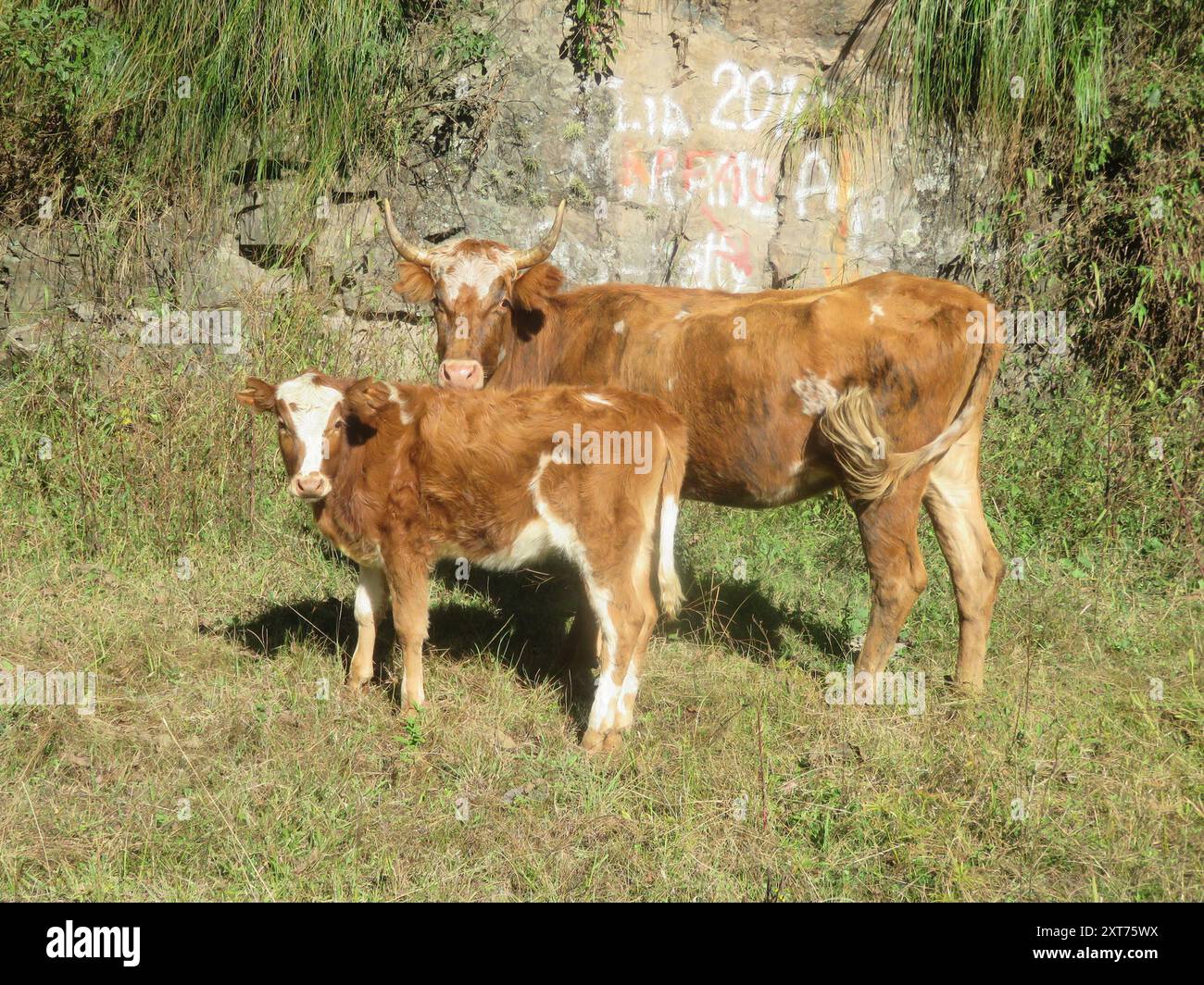 Domestic Cattle (Bos taurus) Mammalia Stock Photo - Alamy