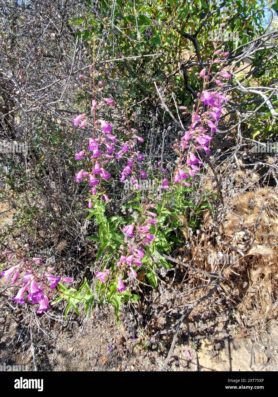 Showy Penstemon (Penstemon spectabilis) Plantae Stock Photo - Alamy