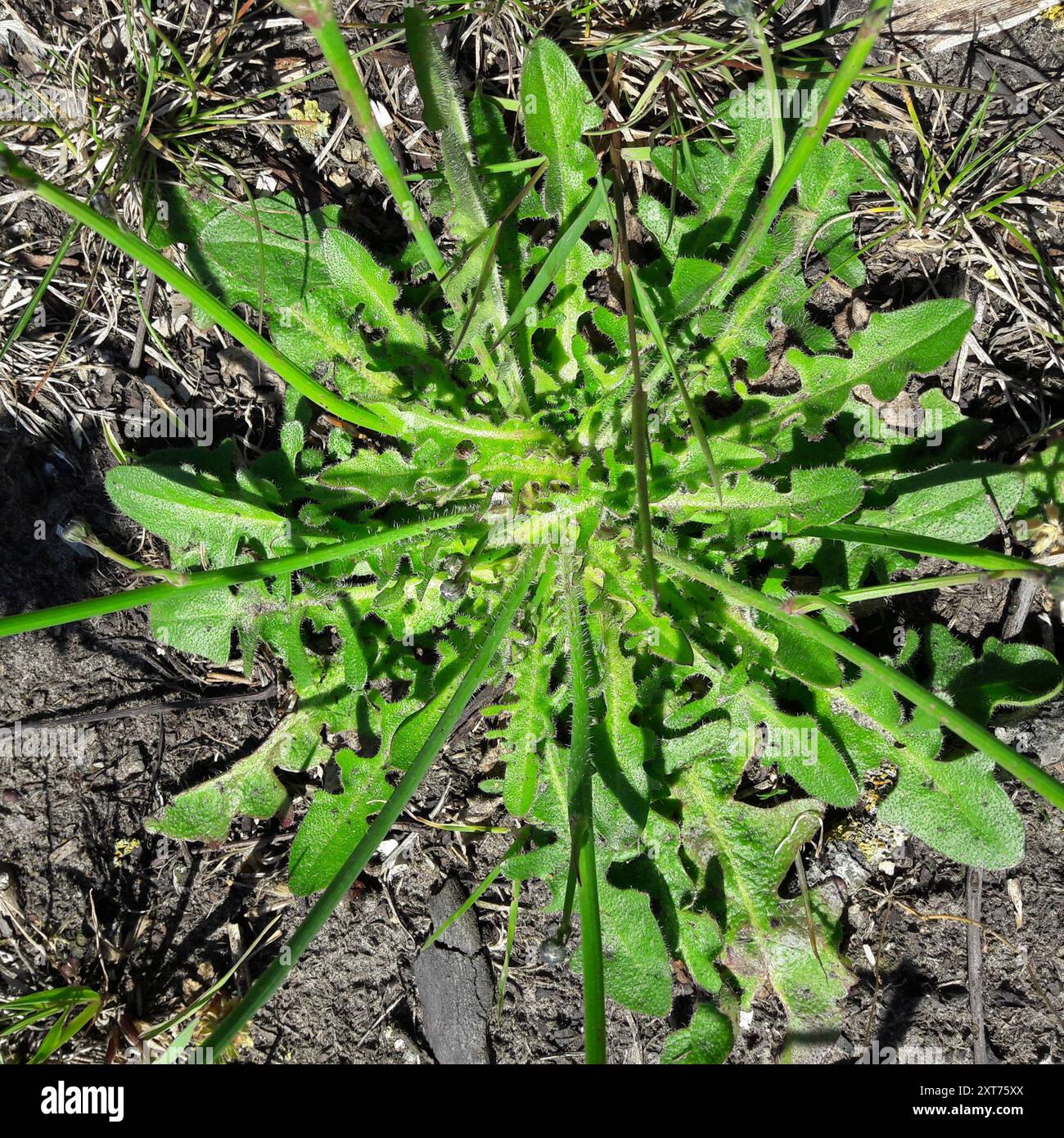 Common Cat's-ear (Hypochaeris radicata) Plantae Stock Photo - Alamy