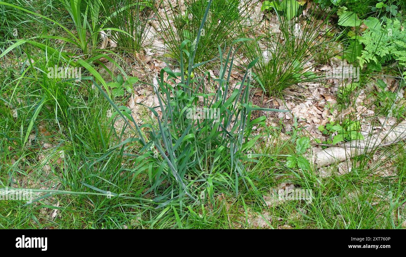 Yorkshire fog (Holcus lanatus) Plantae Stock Photo - Alamy