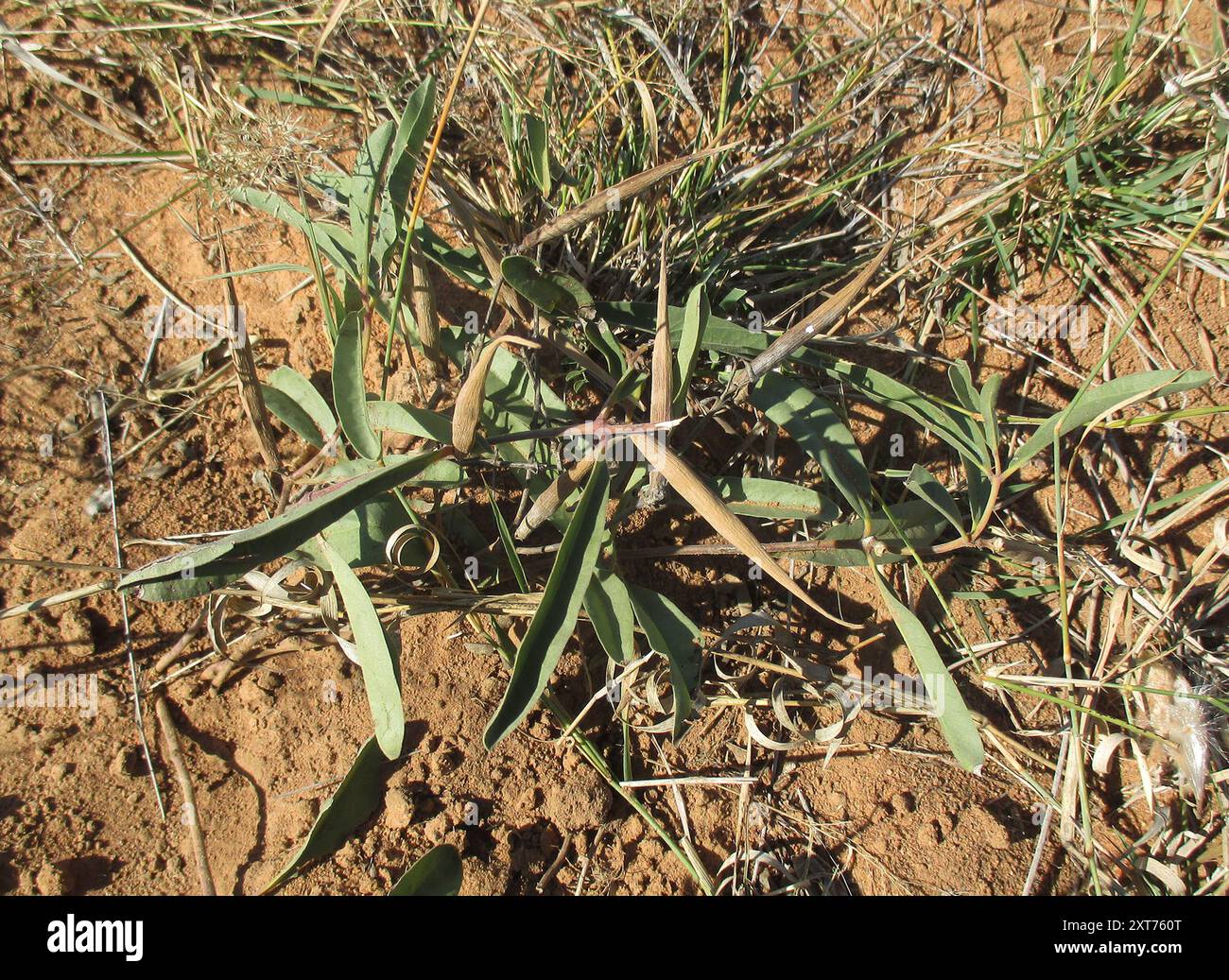 dogbane family (Apocynaceae) Plantae Stock Photo - Alamy