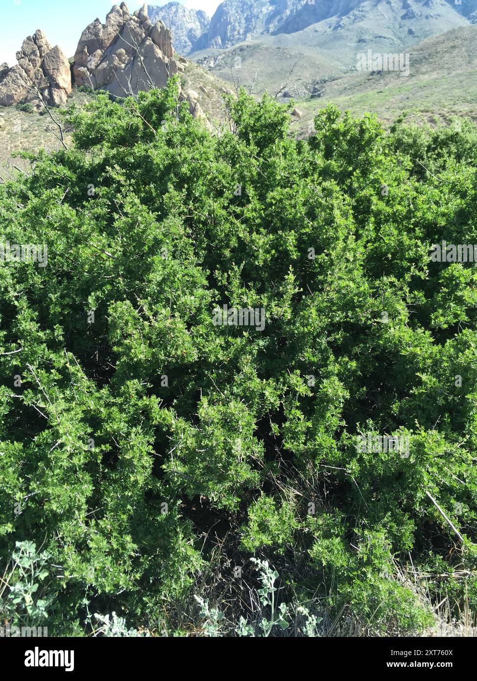 little leaf sumac (Rhus microphylla) Plantae Stock Photo - Alamy