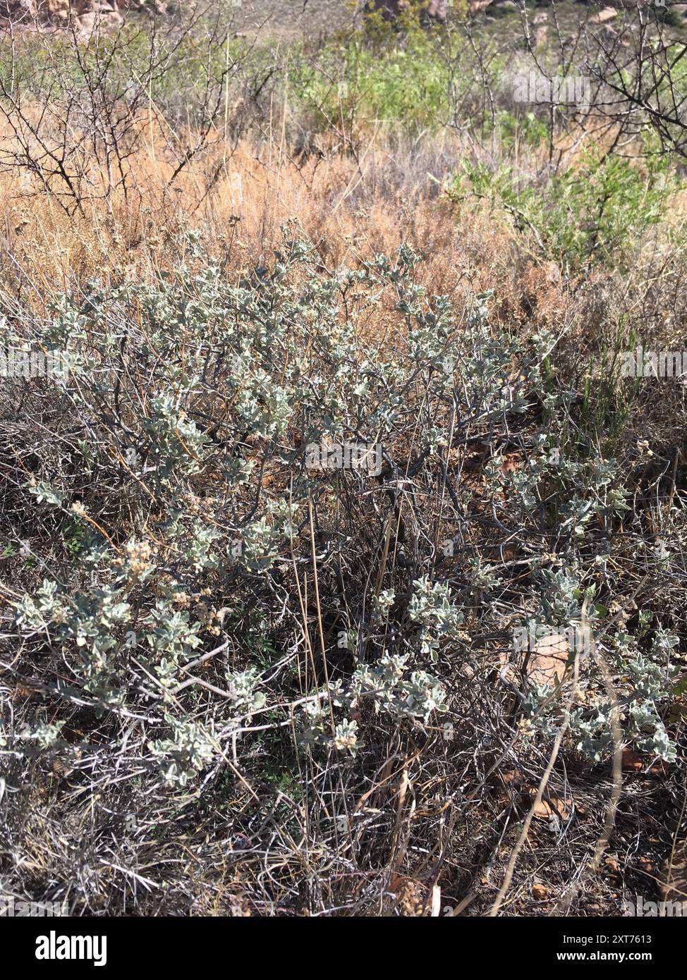 mariola (Parthenium incanum) Plantae Stock Photo - Alamy