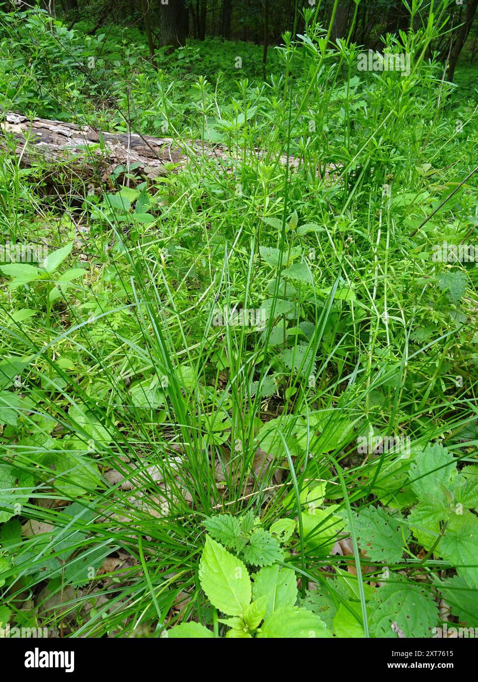 Pill Sedge (Carex pilulifera) Plantae Stock Photo - Alamy