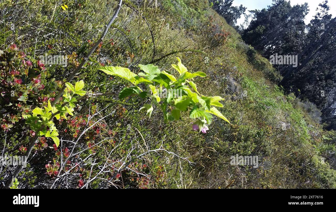 ‘Ākala (Rubus hawaiensis) Plantae Stock Photo - Alamy