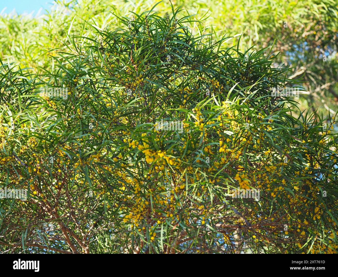 Taiwan Acacia (Acacia confusa) Plantae Stock Photo - Alamy