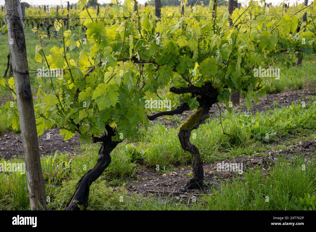Summer on vineyards of Cognac white wine region, Charente, white ugni ...
