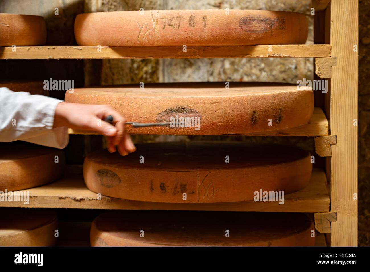 Cheese check in aging rooms with many shelves in caves, central ...