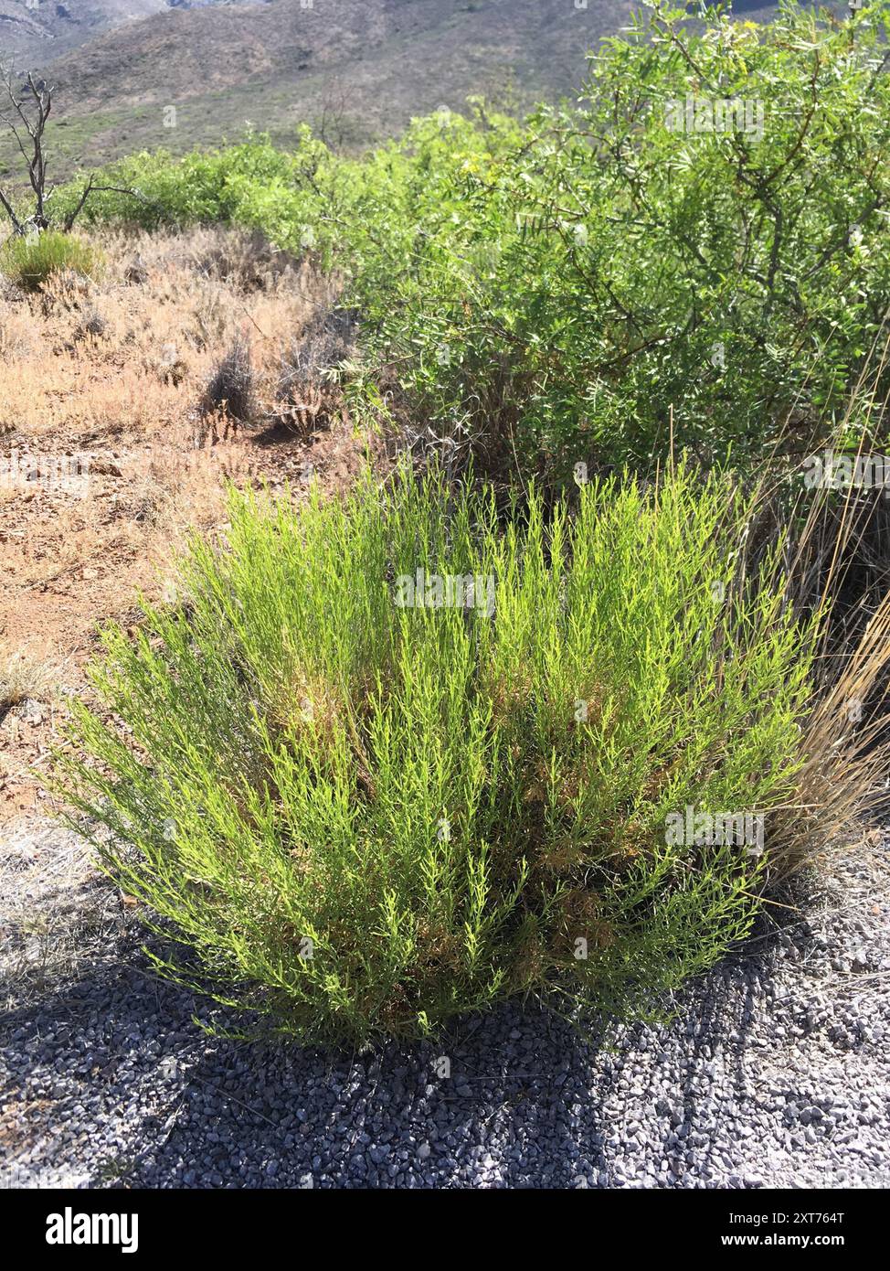 Broom Snakeweed (Gutierrezia sarothrae) Plantae Stock Photo - Alamy