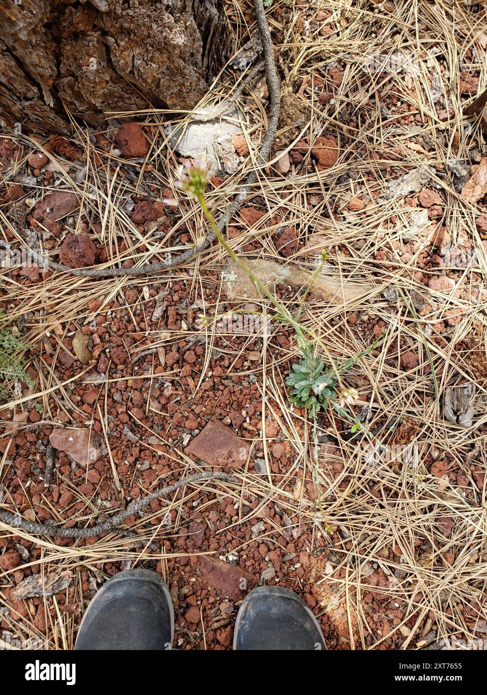 mustard family (Brassicaceae) Plantae Stock Photo - Alamy
