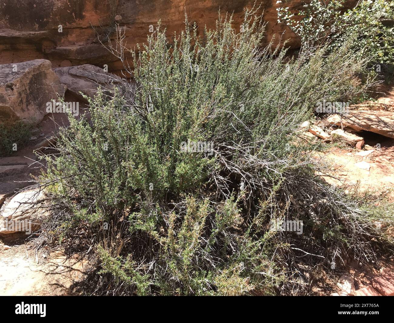 Littleleaf Mountain Mahogany (Cercocarpus intricatus) Plantae Stock ...