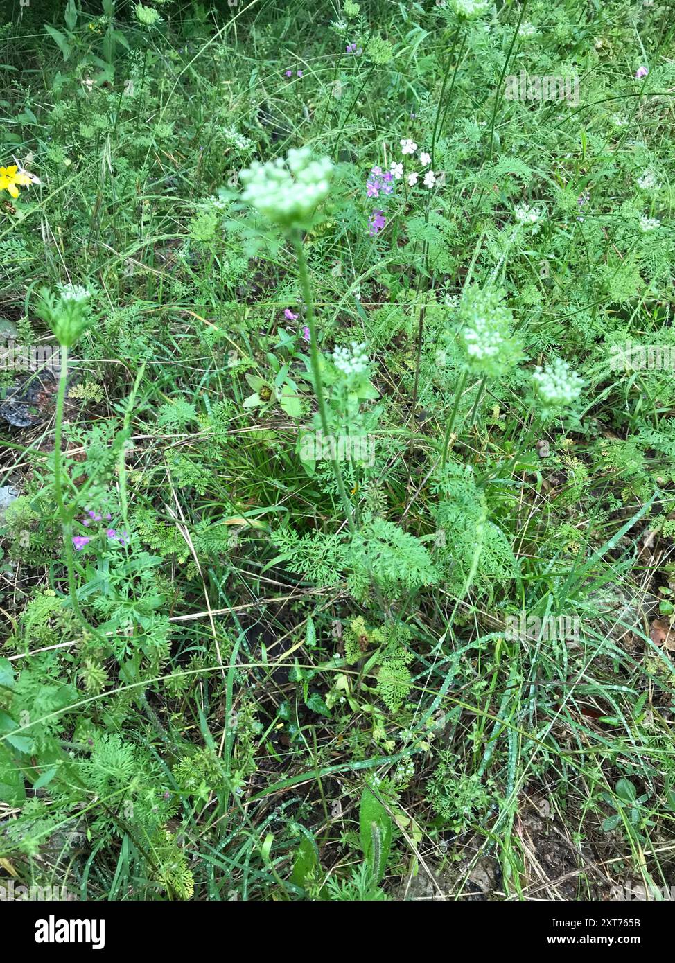 American wild carrot (Daucus pusillus) Plantae Stock Photo - Alamy