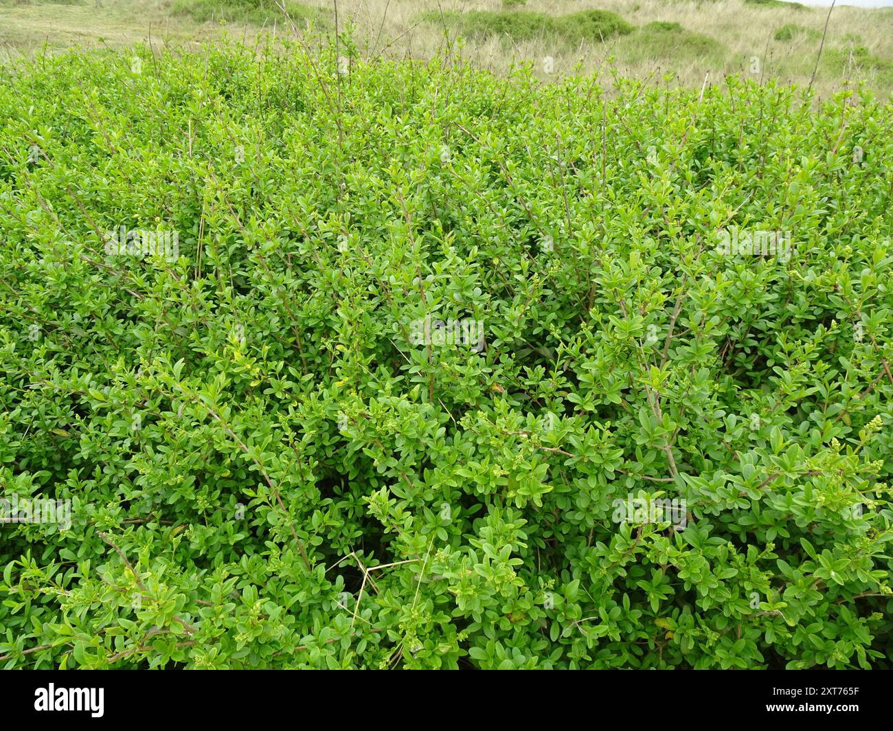 Common Privet (Ligustrum vulgare) Plantae Stock Photo - Alamy