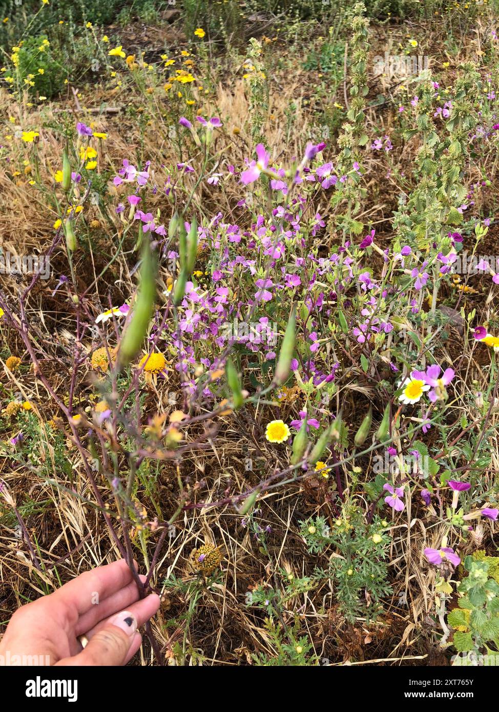 wild and domestic radish (Raphanus raphanistrum sativus) Plantae Stock ...