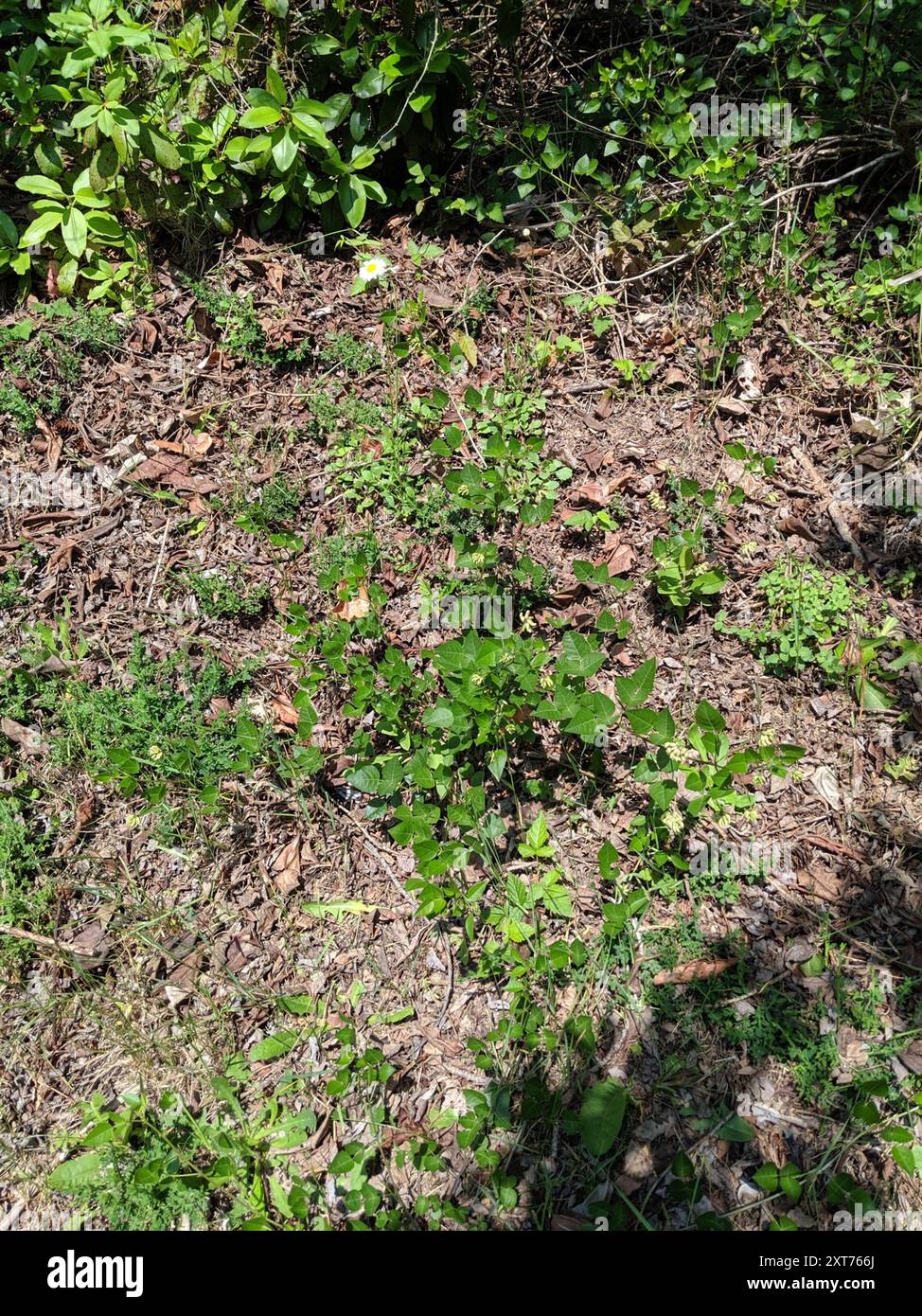 forest scurfpea (Rupertia physodes) Plantae Stock Photo - Alamy