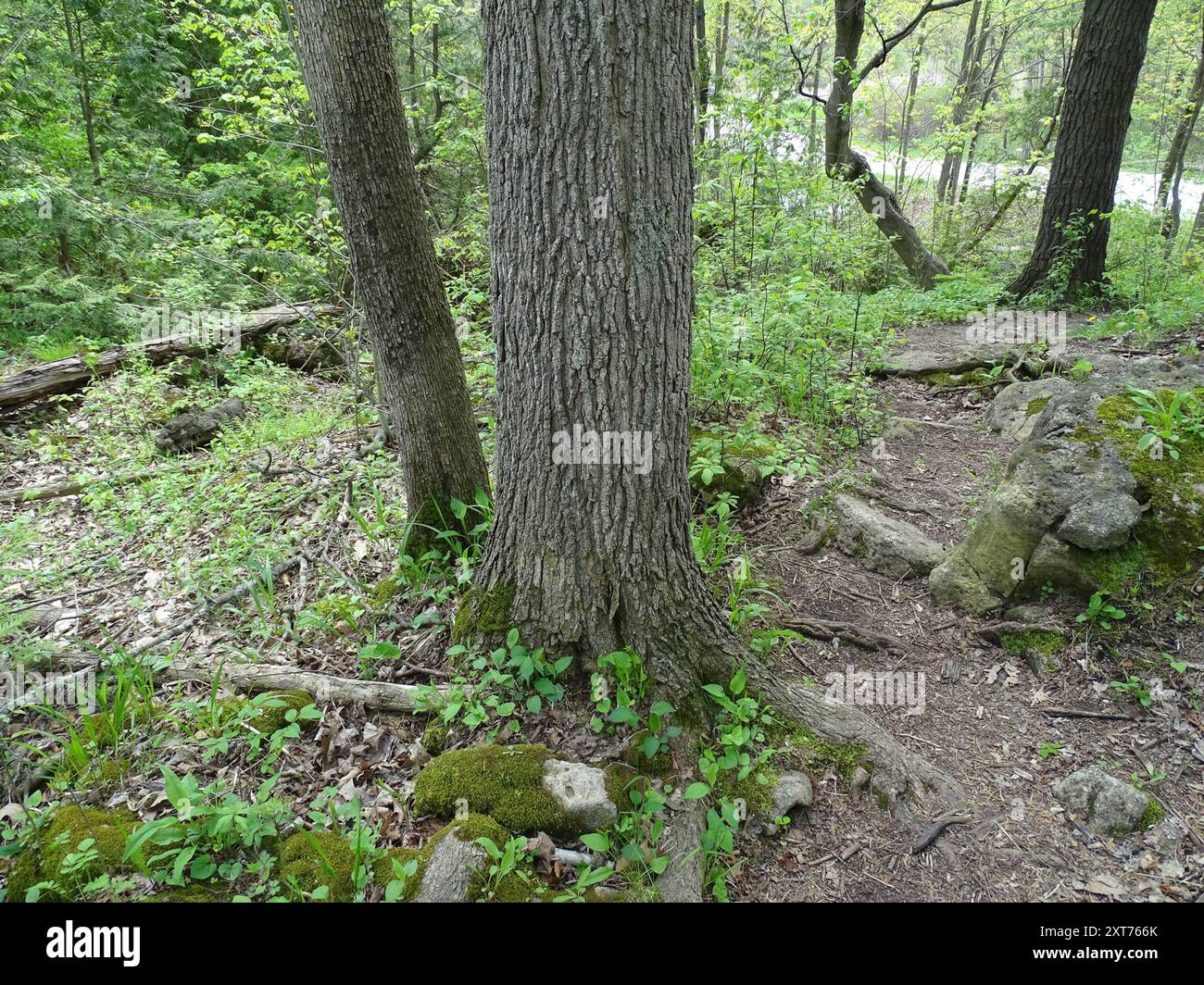 red maple (Acer rubrum) Plantae Stock Photo - Alamy