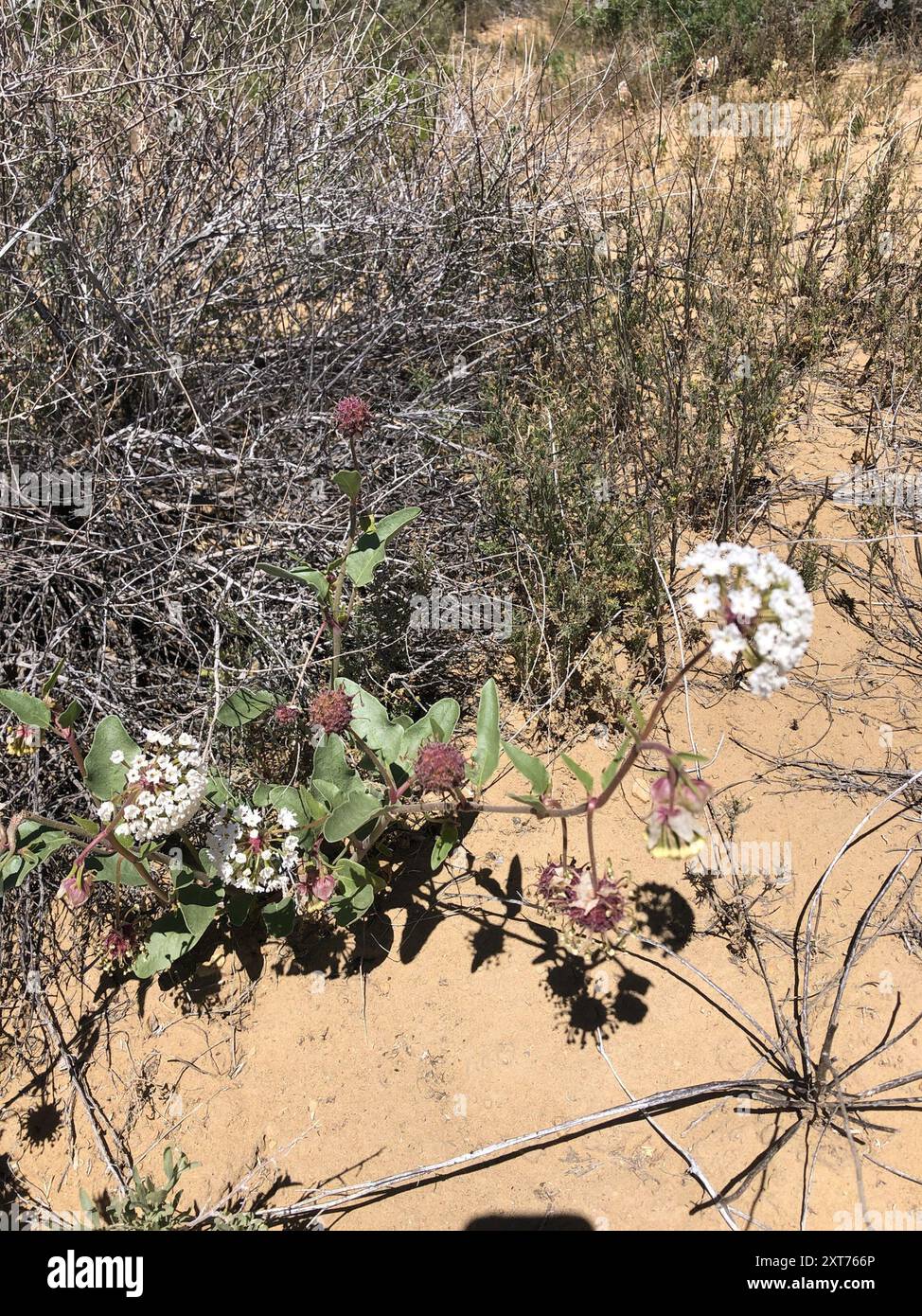 Snowball Sand Verbena (Abronia fragrans) Plantae Stock Photo - Alamy
