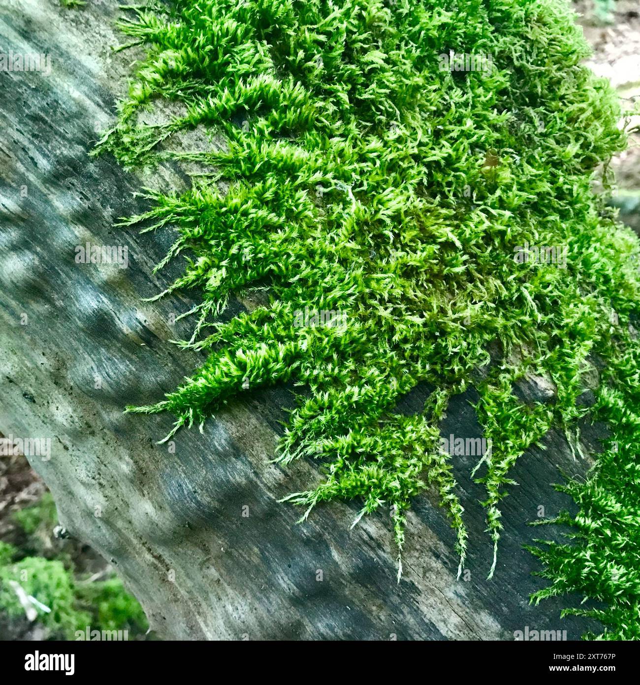 tree mat homalothecium moss (Homalothecium fulgescens) Plantae Stock ...