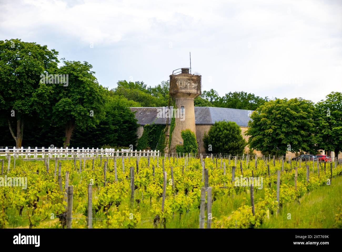 Summer on vineyards of Cognac white wine region, Charente, white ugni ...
