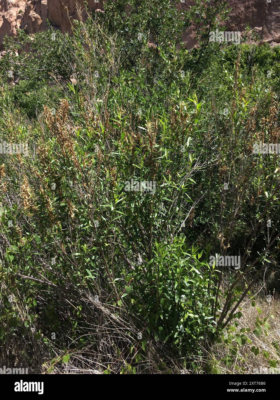 mule fat (Baccharis salicifolia) Plantae Stock Photo - Alamy