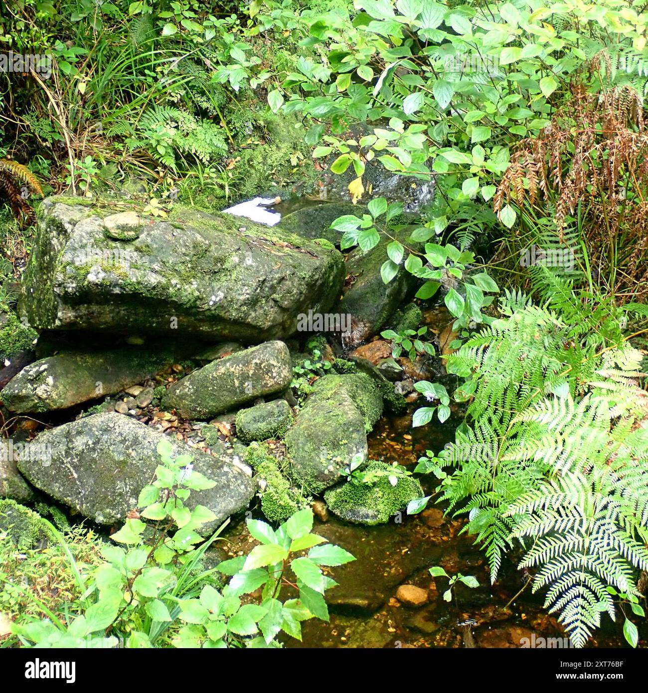 pink fly bush (Plectranthus fruticosus) Plantae Stock Photo - Alamy
