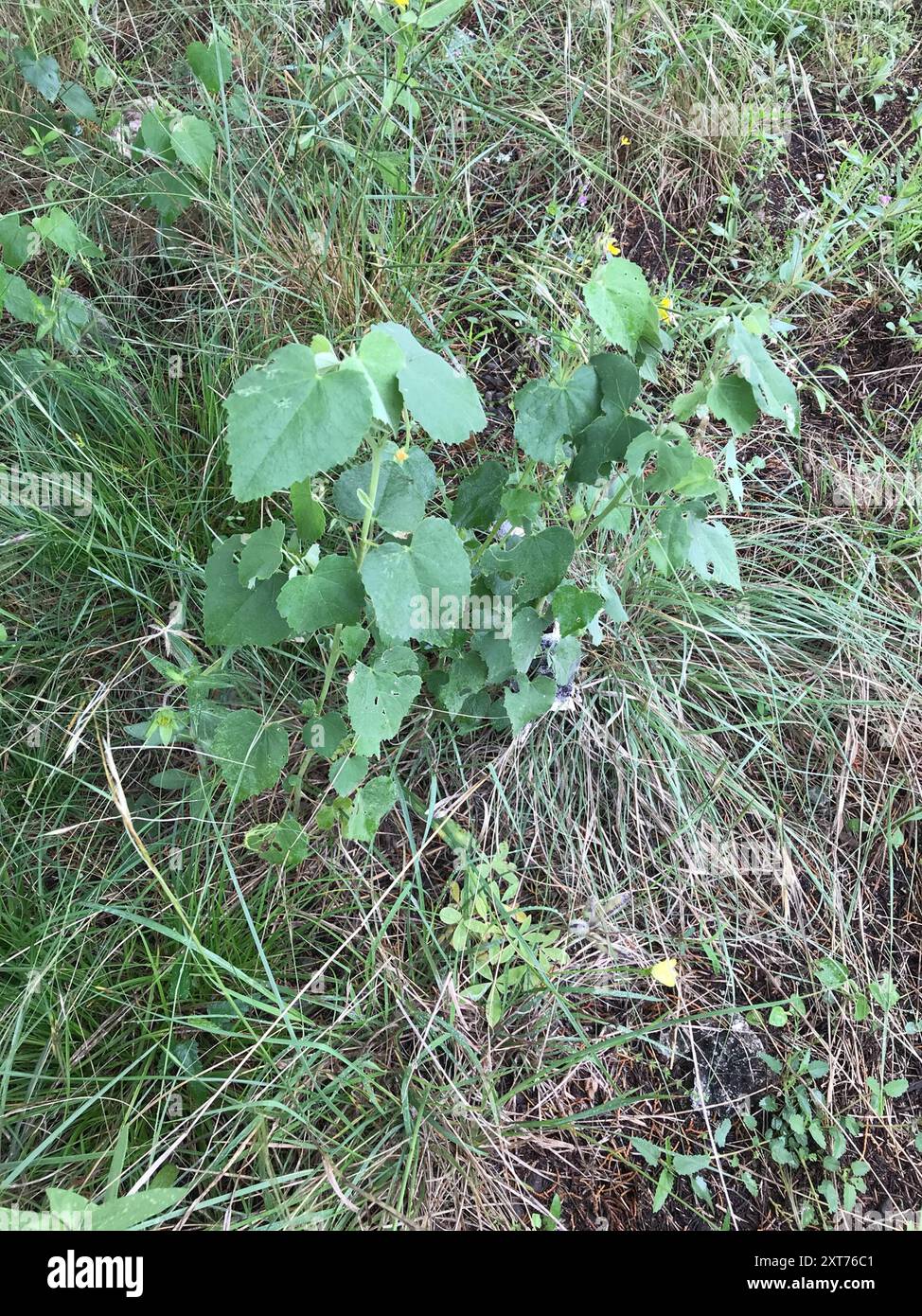 sweet Indian Mallow (Abutilon fruticosum) Plantae Stock Photo - Alamy