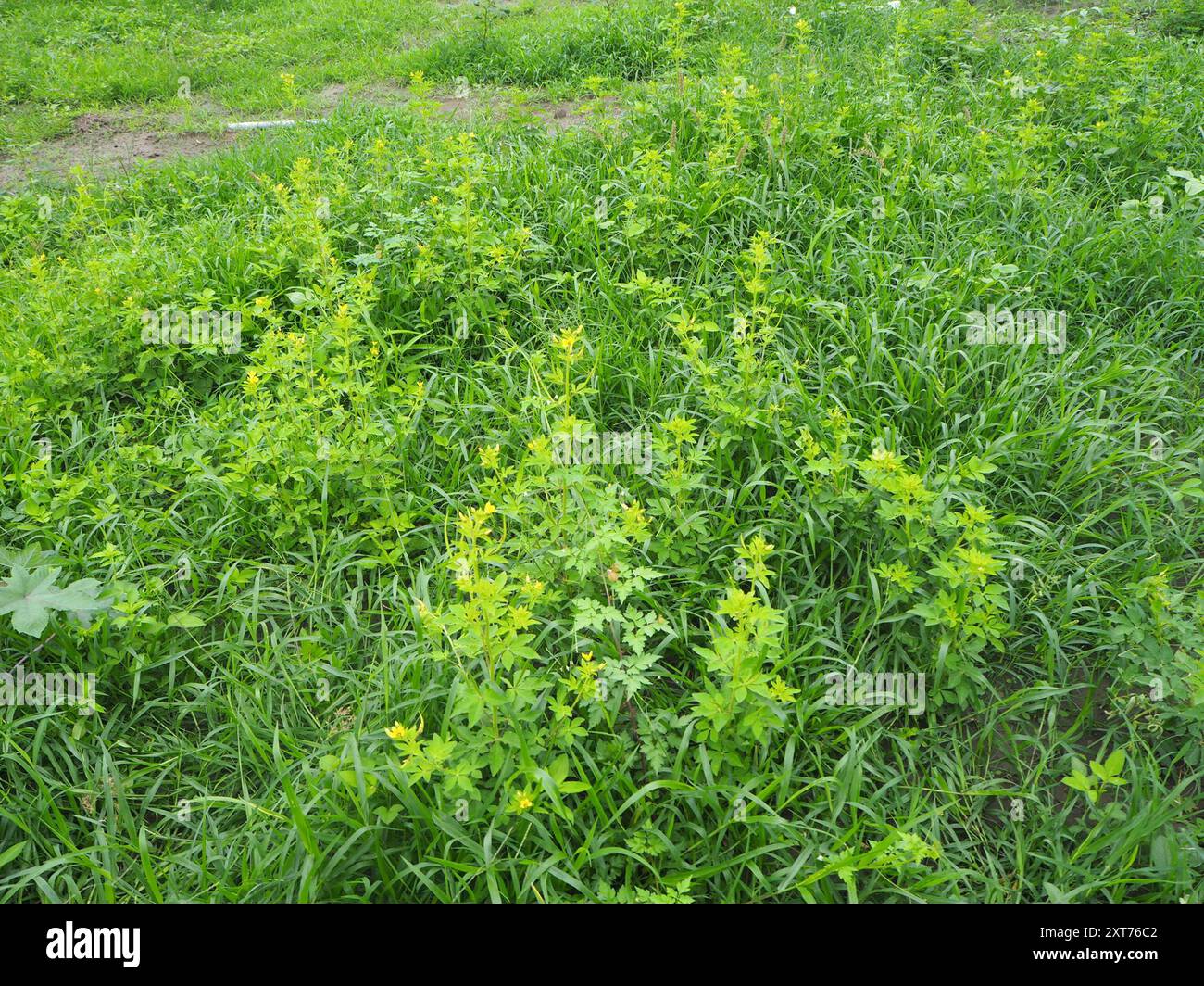 Asian spiderflower (Cleome viscosa) Plantae Stock Photo - Alamy