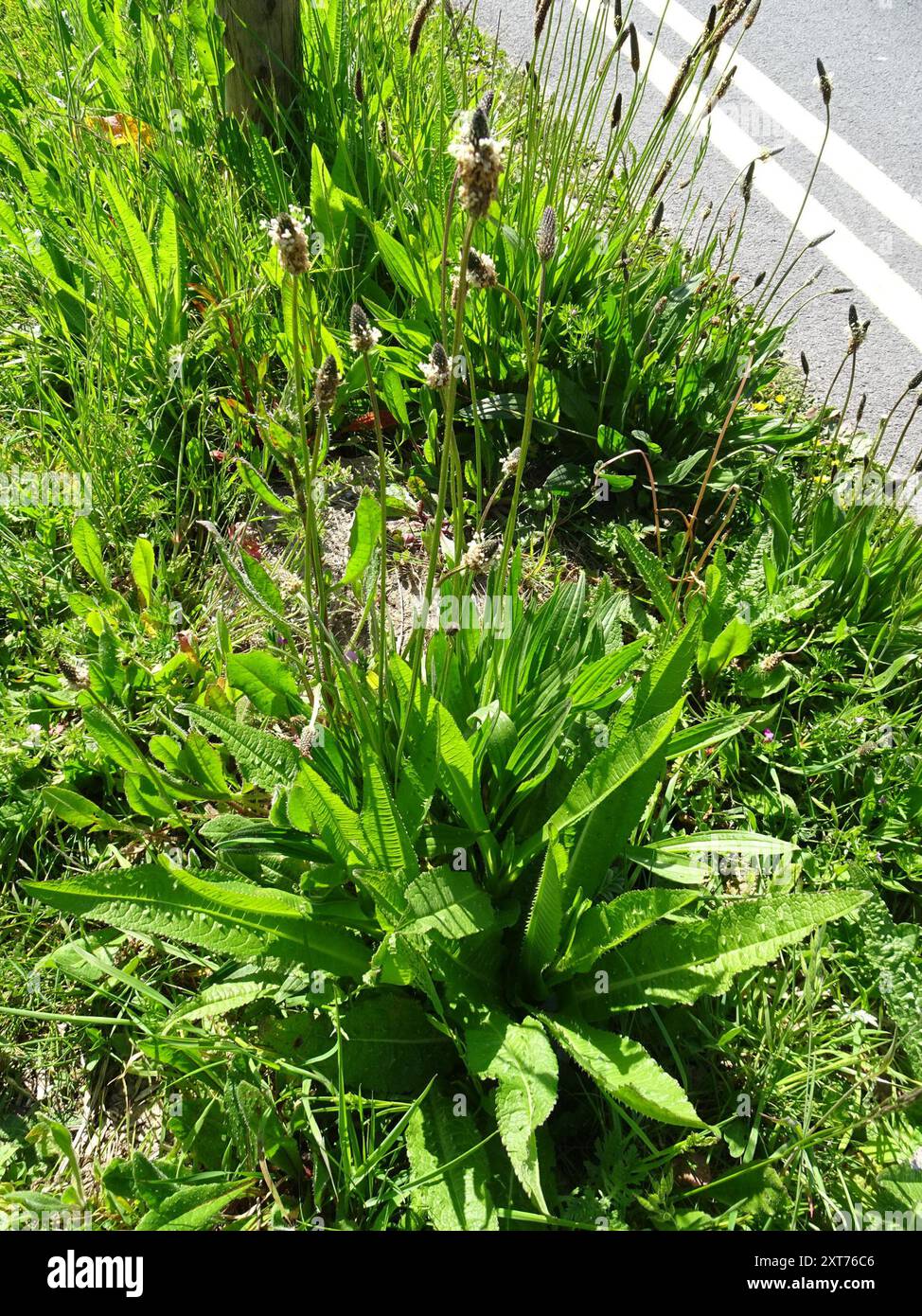 ribwort plantain (Plantago lanceolata) Plantae Stock Photo - Alamy