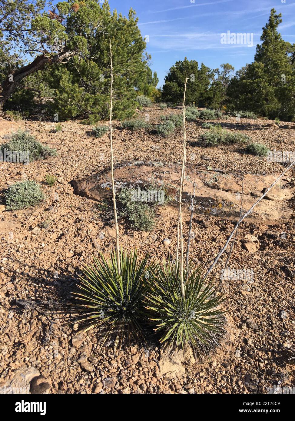 Dwarf Yucca (Yucca harrimaniae) Plantae Stock Photo - Alamy