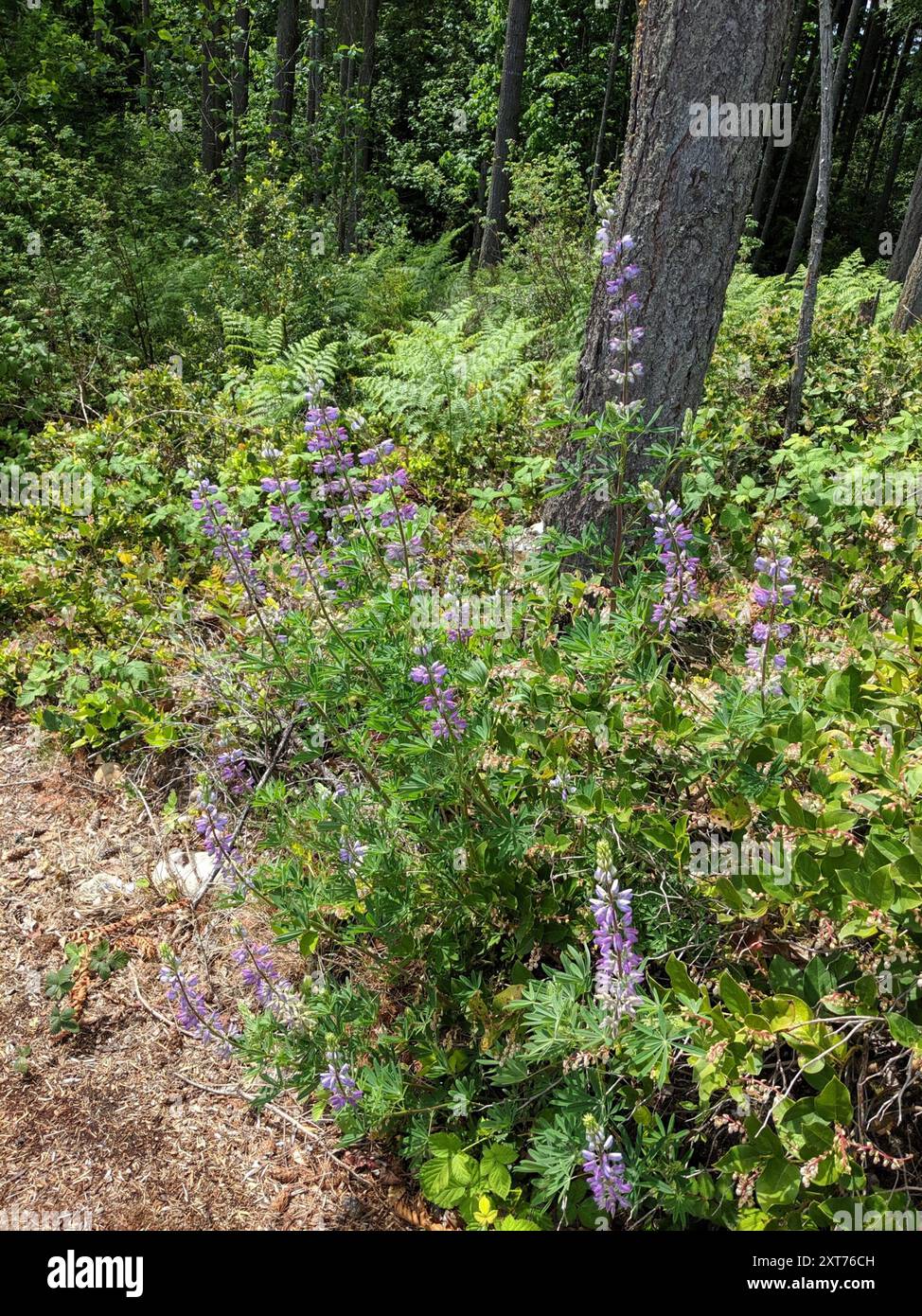 Riverbank Lupine (Lupinus rivularis) Plantae Stock Photo - Alamy