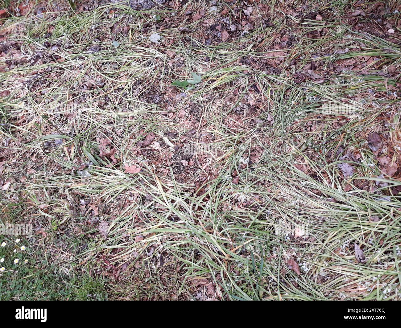 Three-cornered garlic (Allium triquetrum) Plantae Stock Photo - Alamy