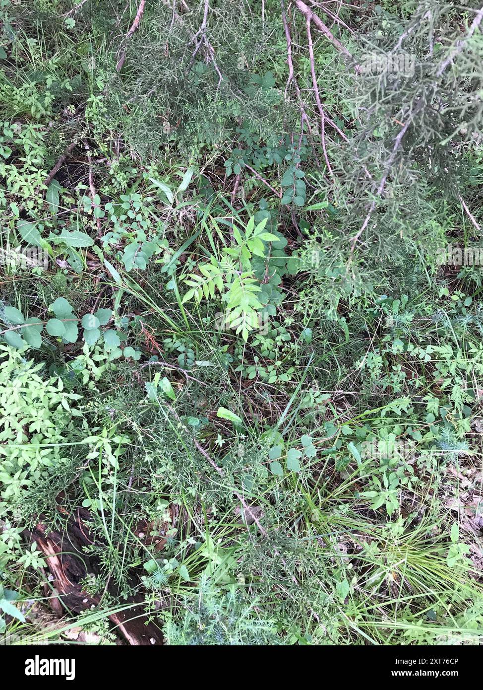 Prairie flameleaf sumac (Rhus lanceolata) Plantae Stock Photo - Alamy