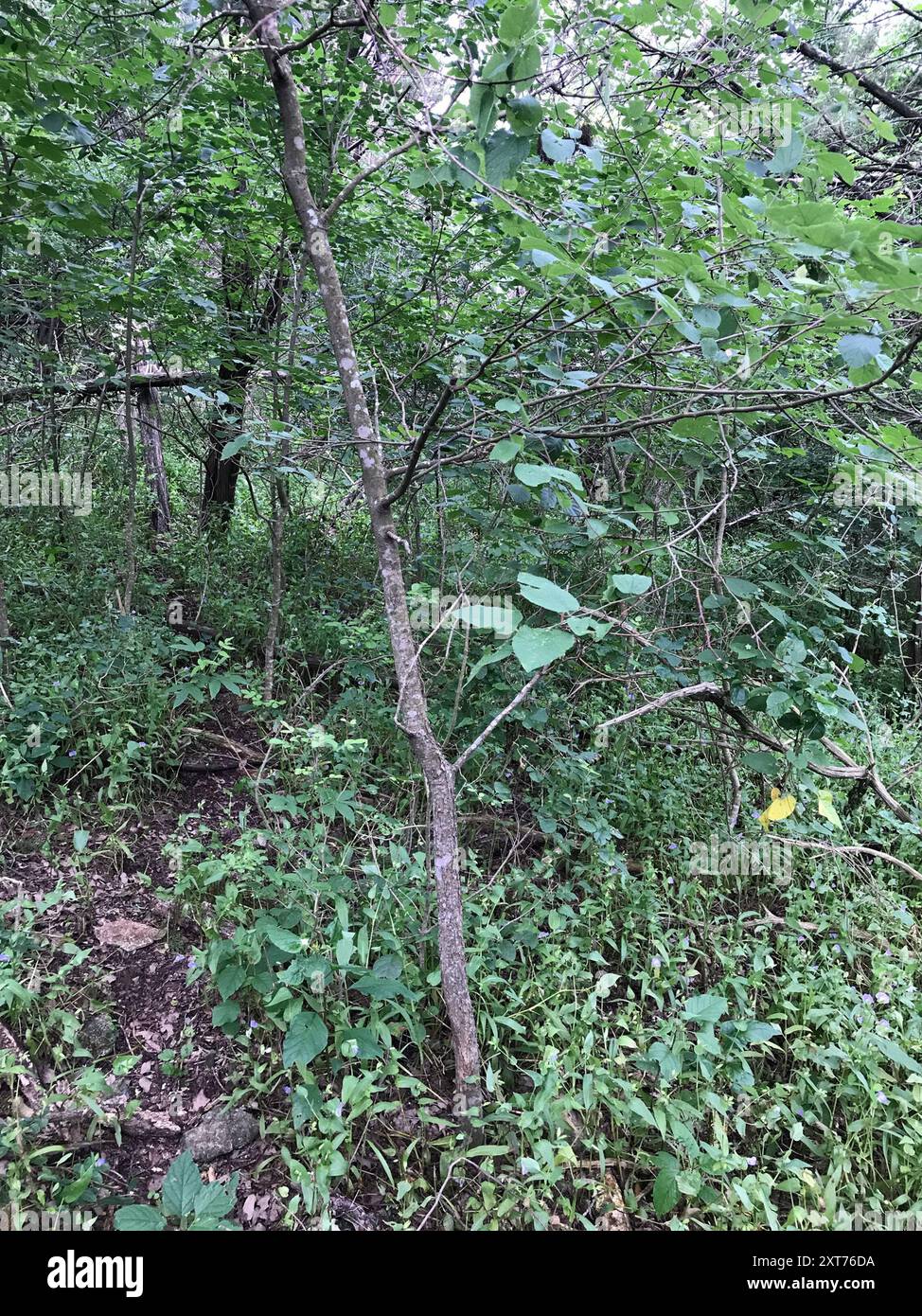 netleaf hackberry (Celtis reticulata) Plantae Stock Photo - Alamy