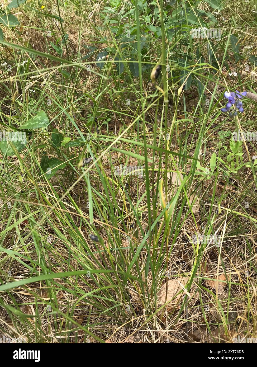 grasses, sedges, cattails, and allies (Poales) Plantae Stock Photo - Alamy